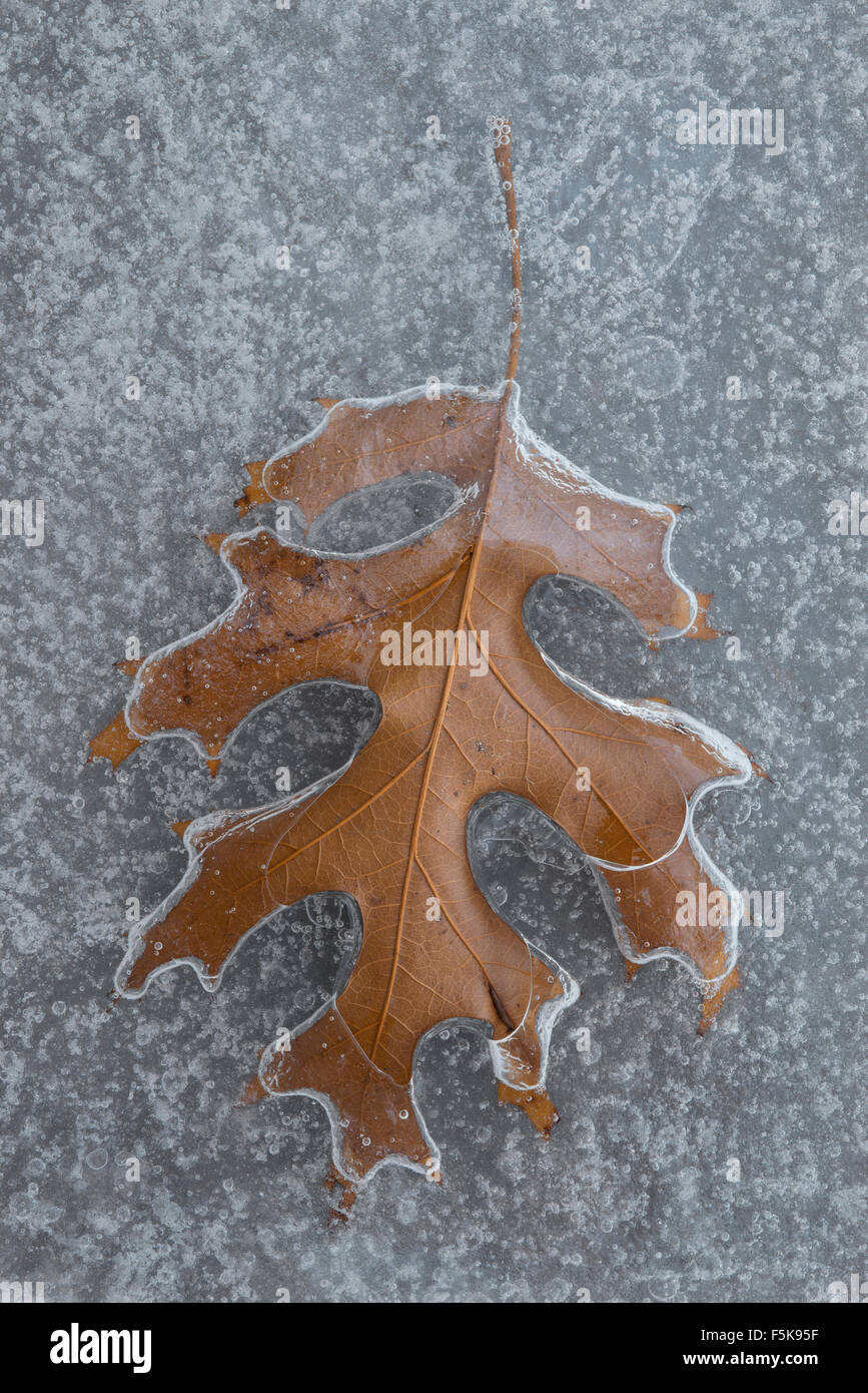 Swamp Oak leaf (Quercus spp) frozen in ice. E. North America Stock ...