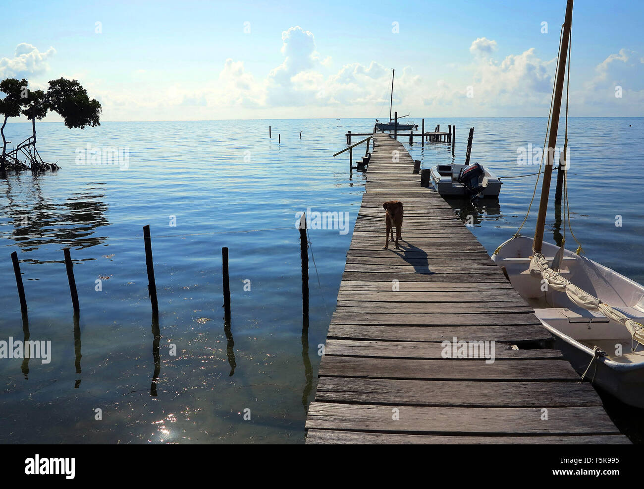 Caye Caulker, Belize. 18th Apr, 2012. A dog waits on a pier on a calm ...