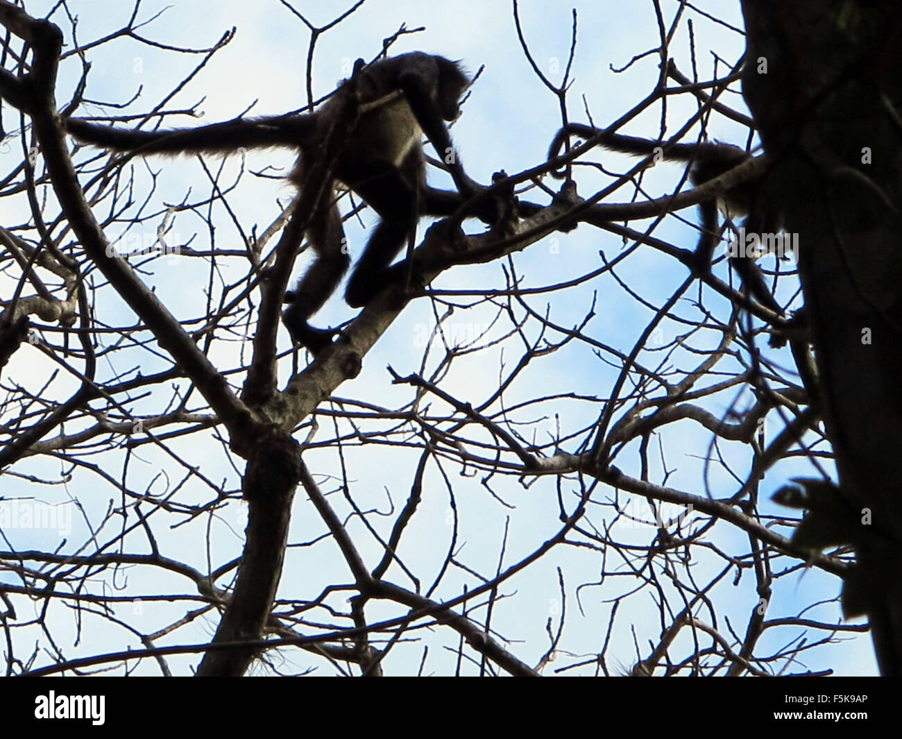 Tikal, Guatemala. 18th Apr, 2012. A monkey in the trees near the Tikal ...