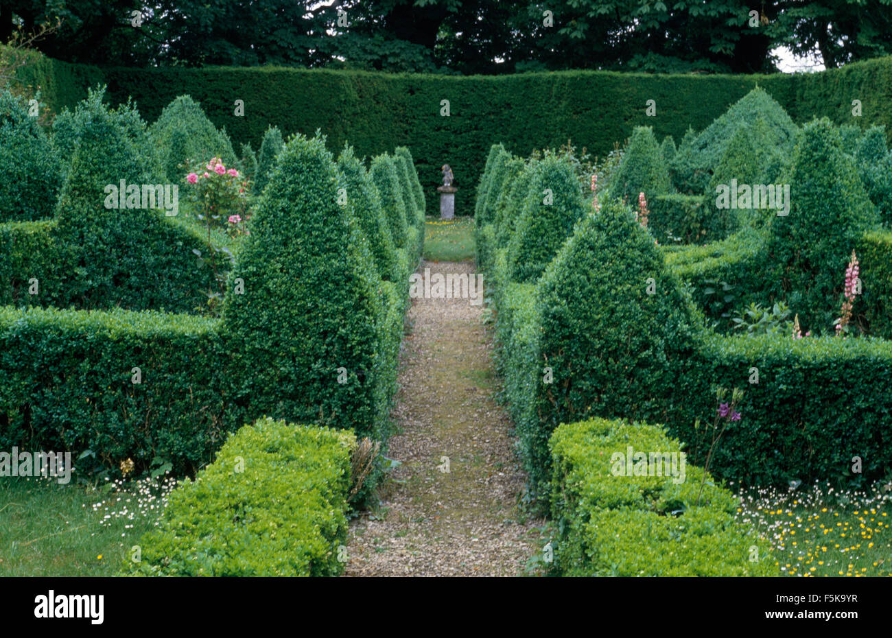 A gravel path through topiary shrubs clipped into pyramids in a large ...