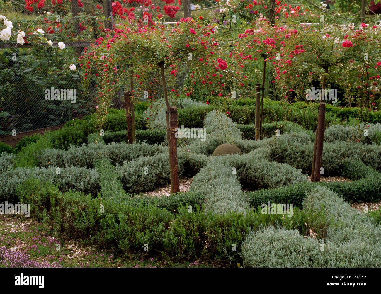 Red standard roses edged with clipped lavender in a walled knot garden ...