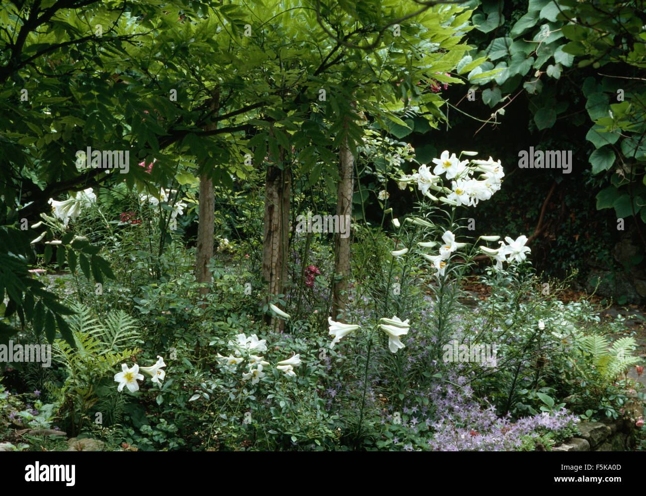 Tree lilies hi-res stock photography and images - Alamy