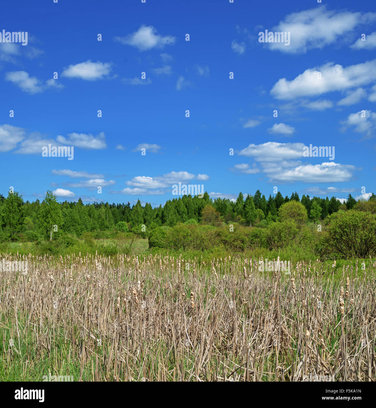 Dry cane on a bog. Spring landscape Stock Photo - Alamy