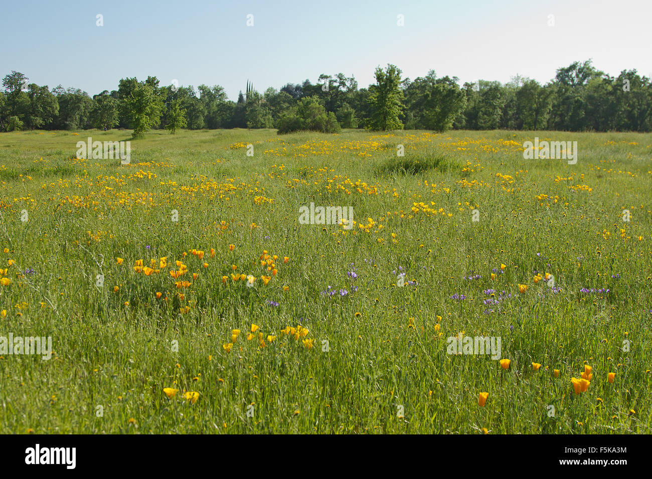 A California meadow with California poppies coloring the field Stock ...