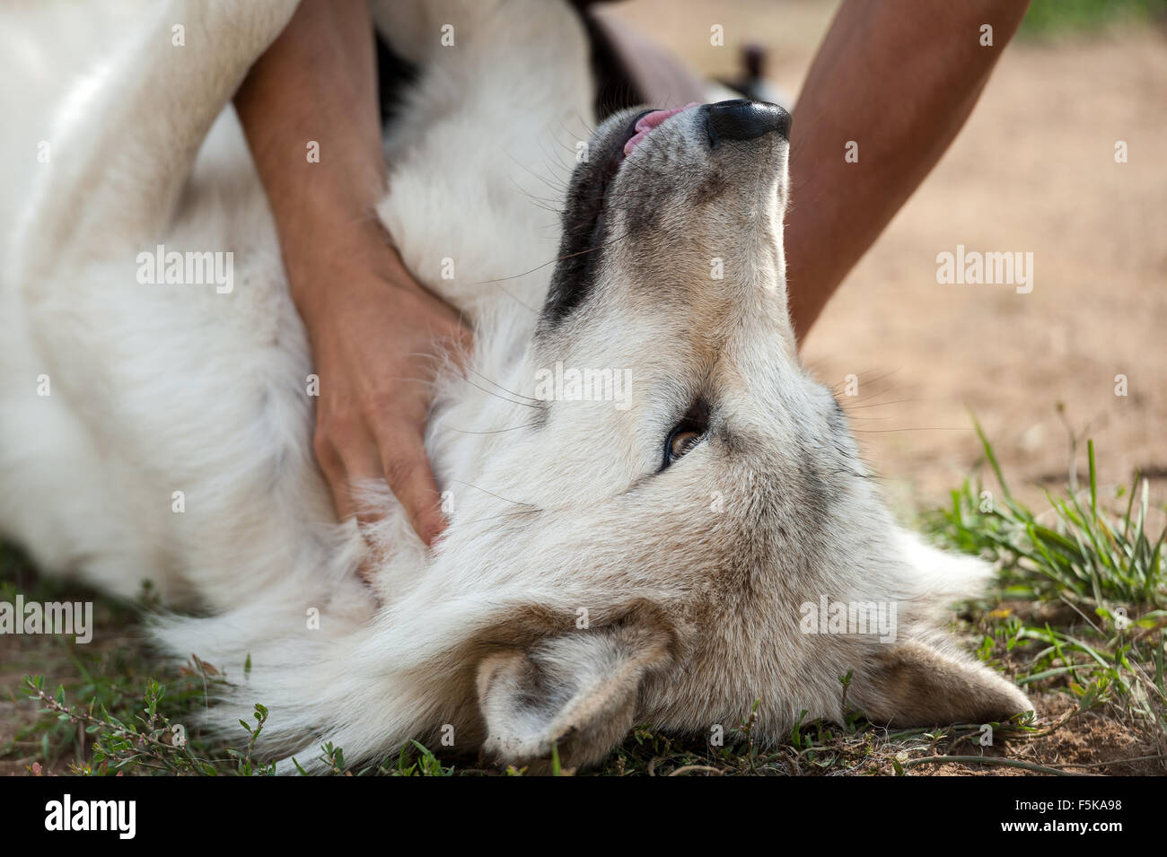 Quebec fauna hi-res stock photography and images - Alamy