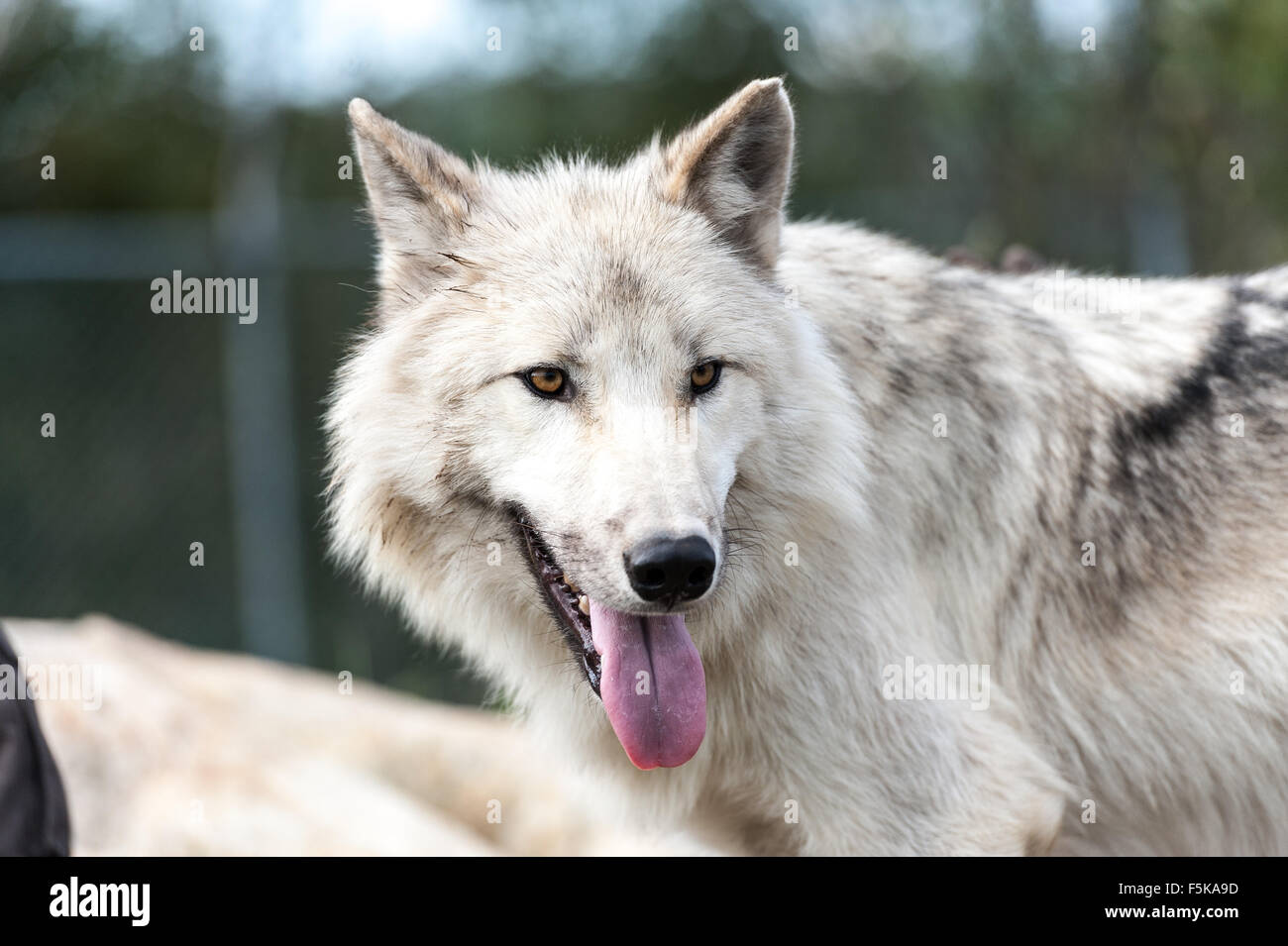 Wolf looking at camera hi-res stock photography and images - Alamy