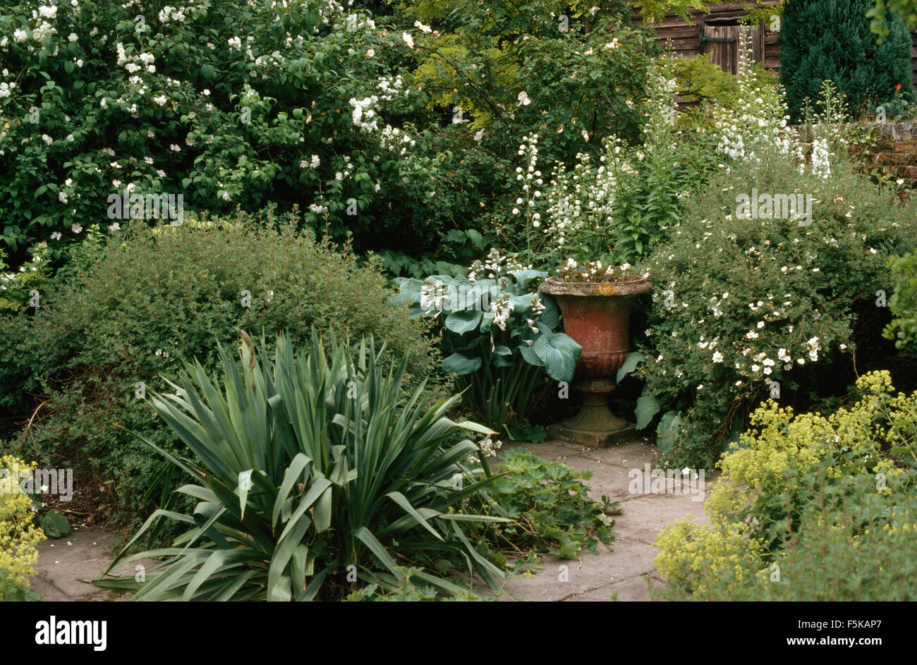 White roses and pots of hostas with phormium and alchemilla mollis in a ...