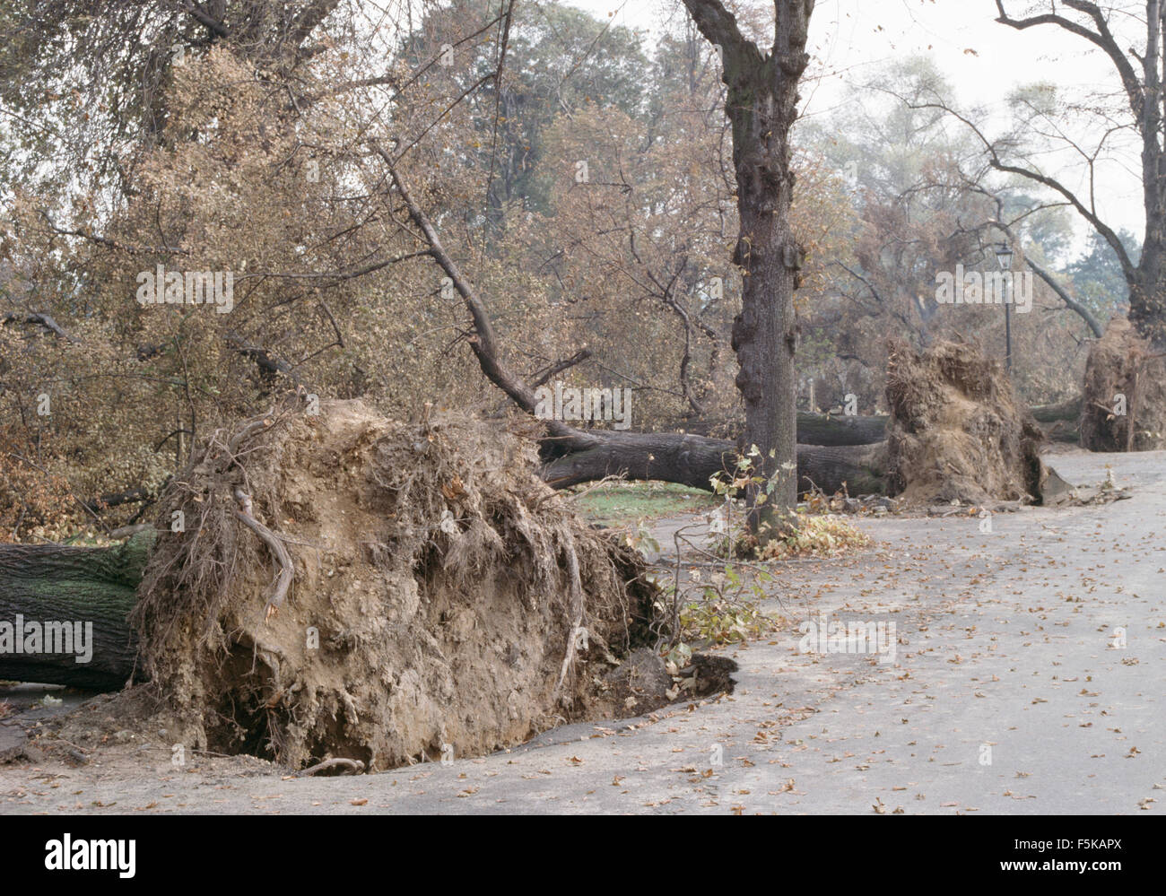 Large trees torn down in the Great Storm of 1987 in southern England ...
