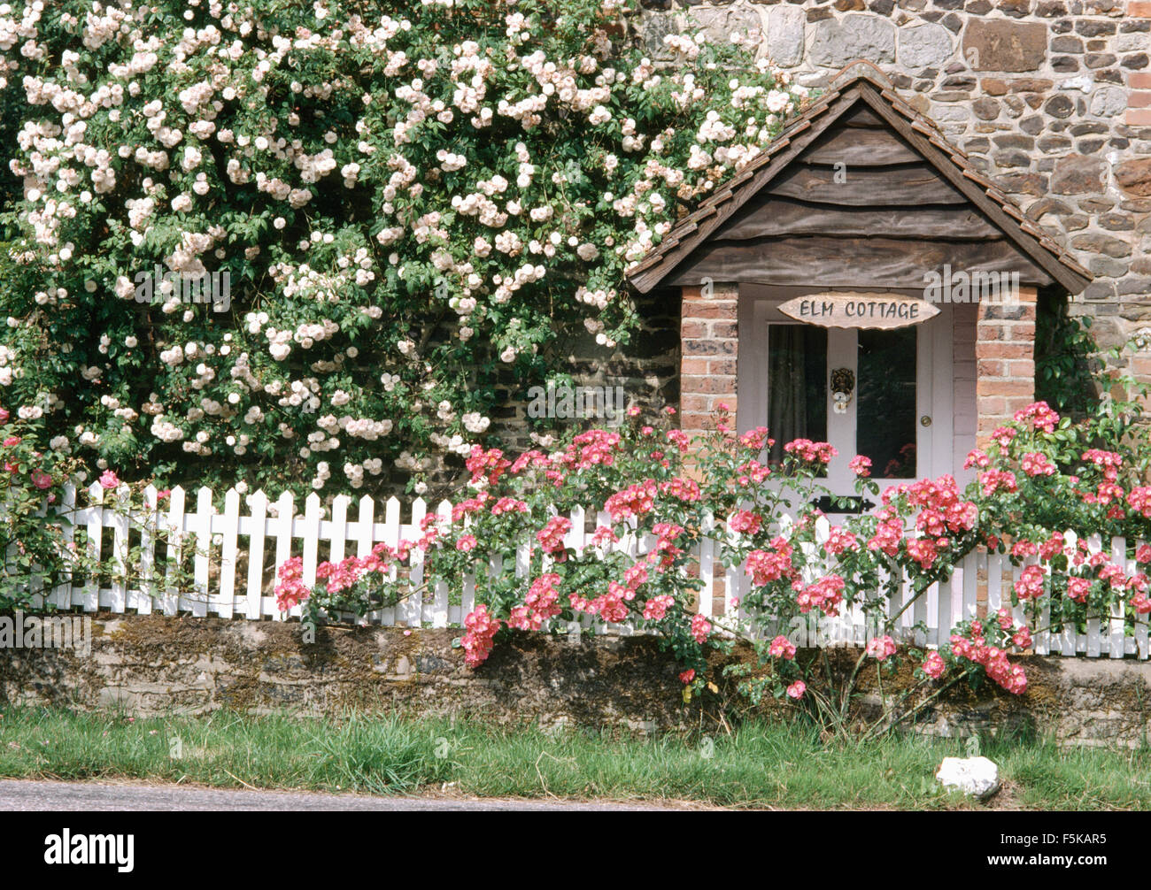 American Pillar rose on picket fence in front of cottage with a pale ...