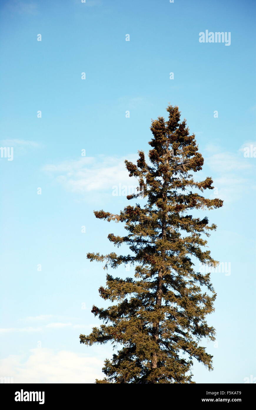 Tall branches hi-res stock photography and images - Alamy