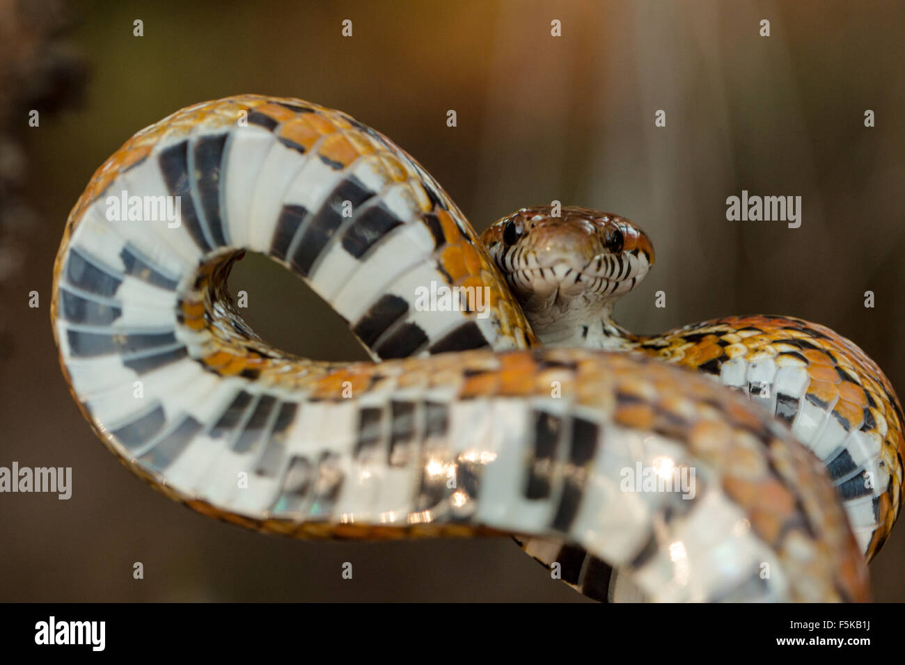 Close up of a corn snake in striking pose - Pantherophis guttatus Stock ...