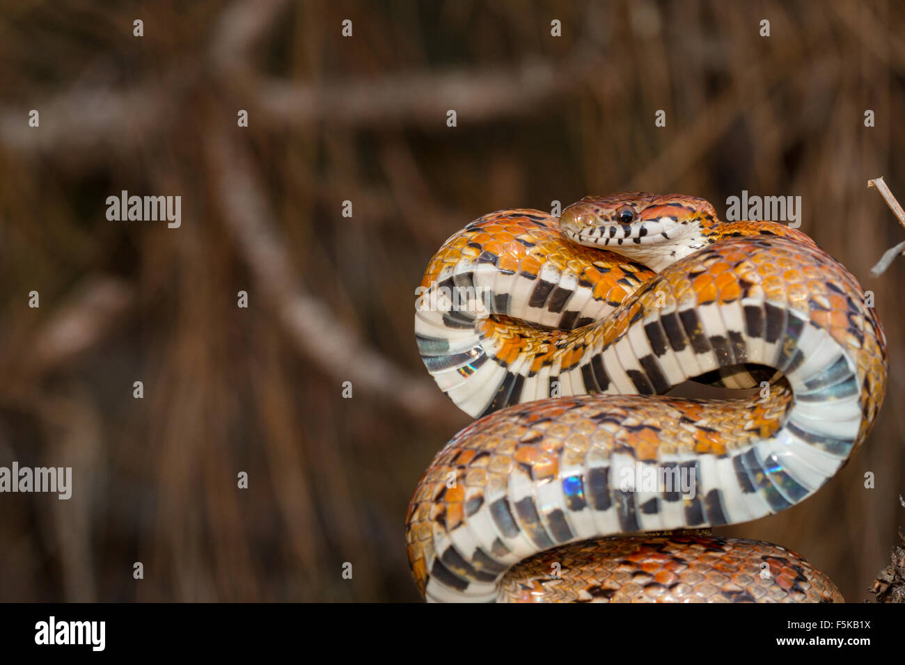 Corn snake in striking position - Pantherophis guttatus Stock Photo - Alamy