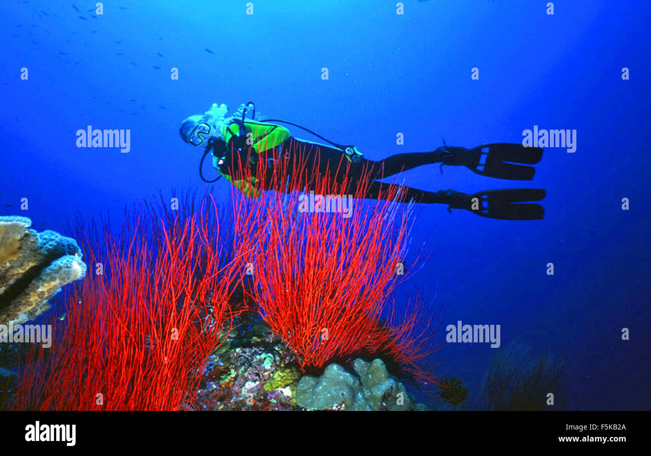 Sea whips hi-res stock photography and images - Alamy