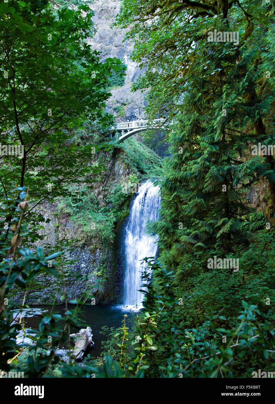 Pacific northwest rain forest hi-res stock photography and images - Alamy
