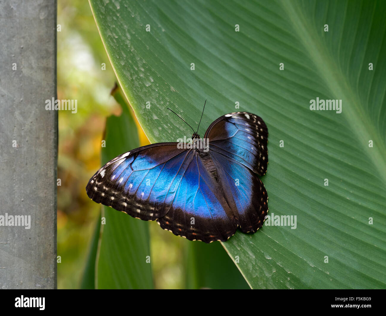 Briliant colours. Blue morpho butterfly, Peleides morpho Stock Photo ...