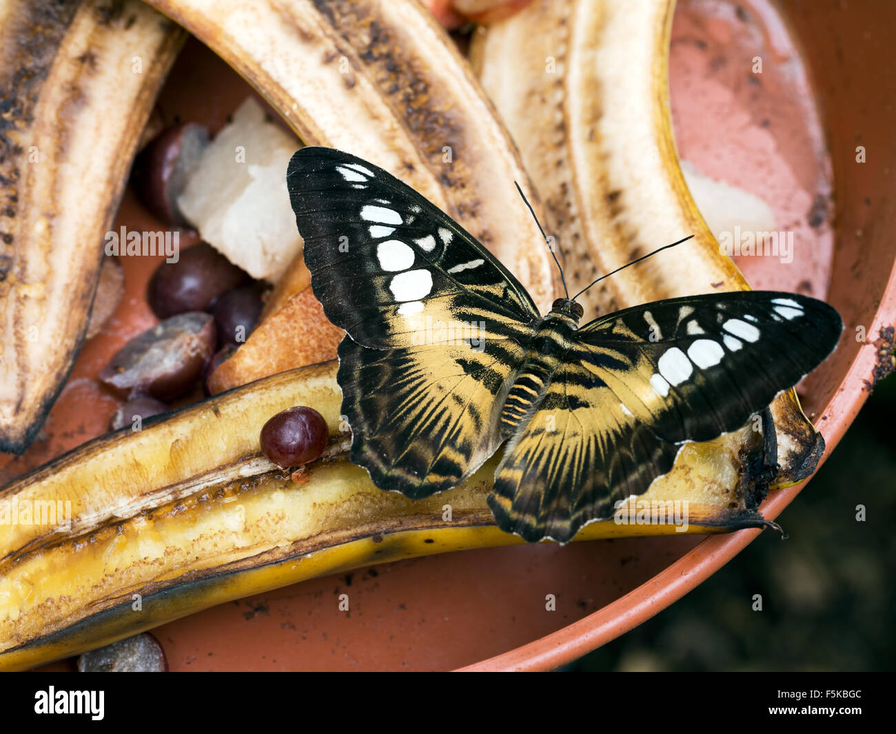 From South Asia. Parthenos sylvia butterfly Stock Photo - Alamy