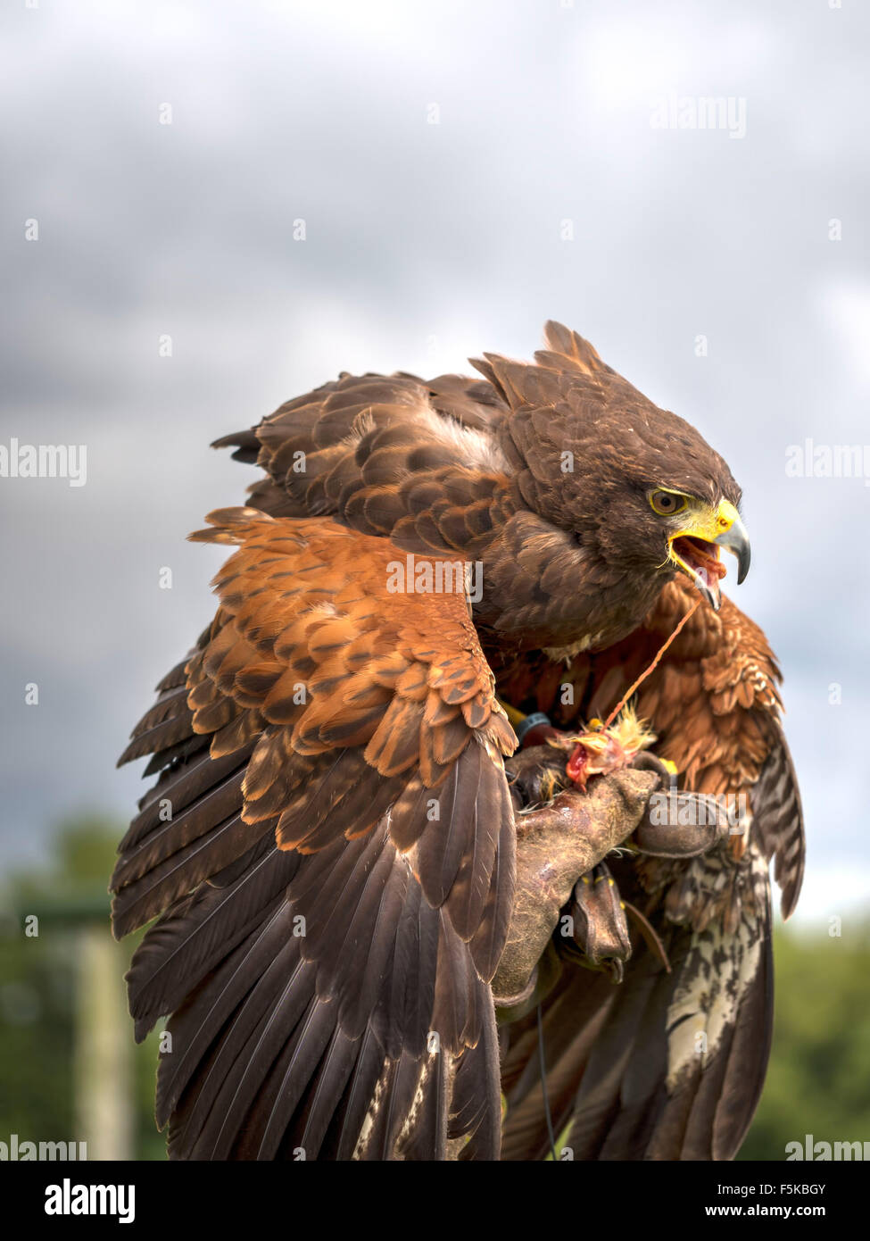 Animal covering hi-res stock photography and images - Alamy