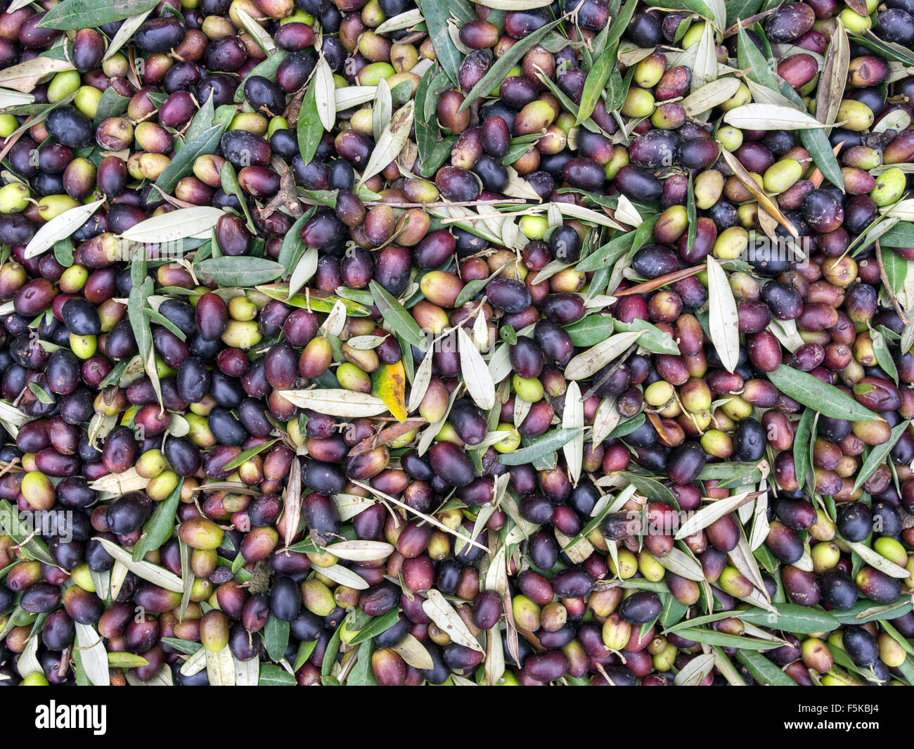 Small scale but modern producer of high quality Extra virgin olive oil ...