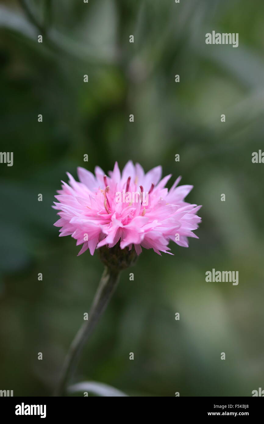 Pink Centaurea cyanus or also known as Cornflower Stock Photo - Alamy