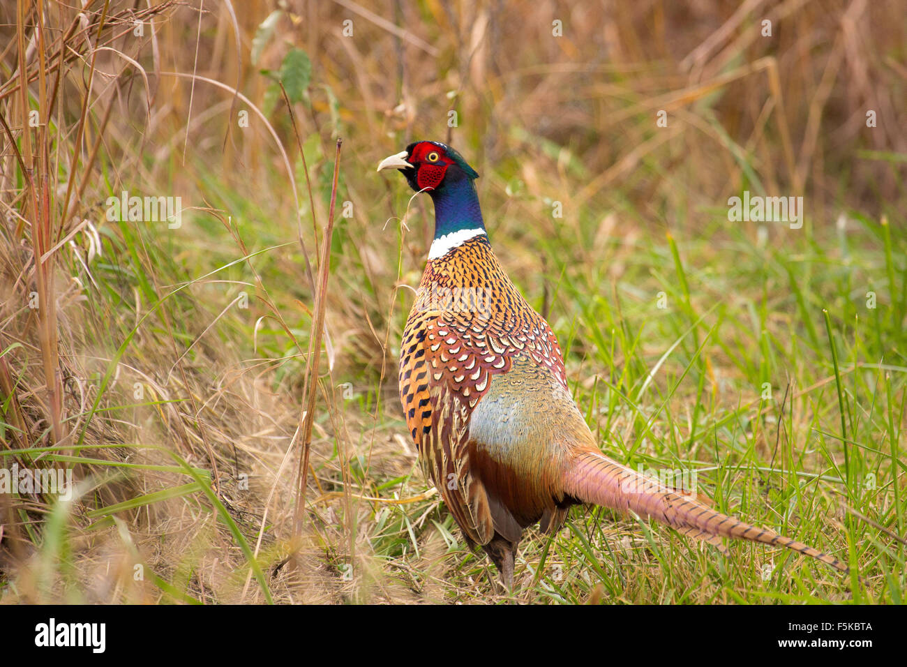 Male ring-necked pheasant walking through Native Warm Season Grasses ...