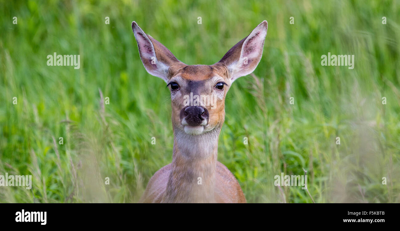 Whitetail deer nose hi-res stock photography and images - Alamy