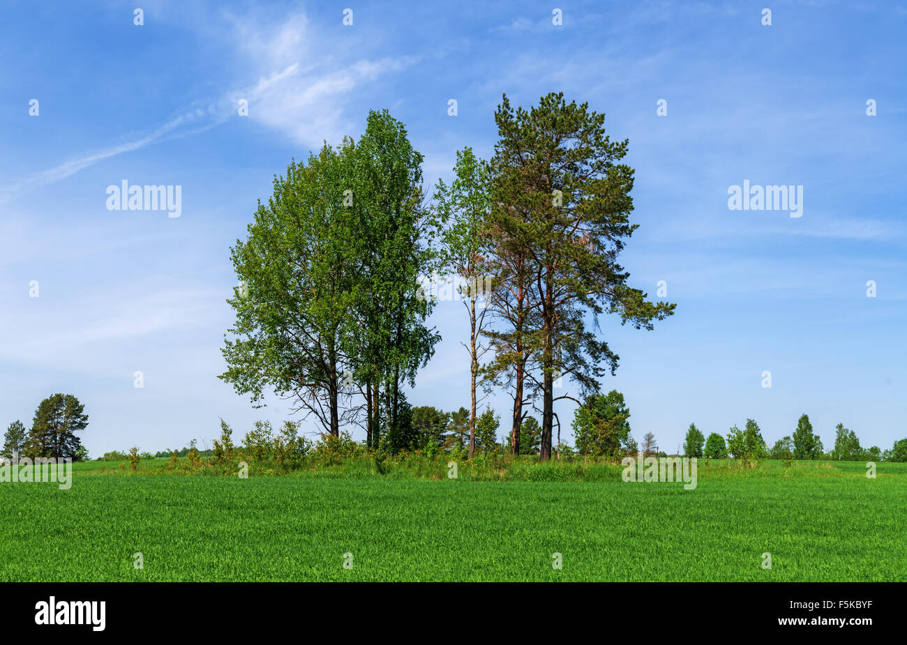Pines group on agricultural field Stock Photo - Alamy