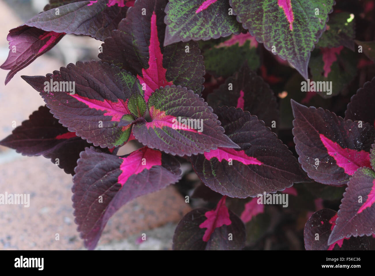 Coleus purple hi-res stock photography and images - Alamy