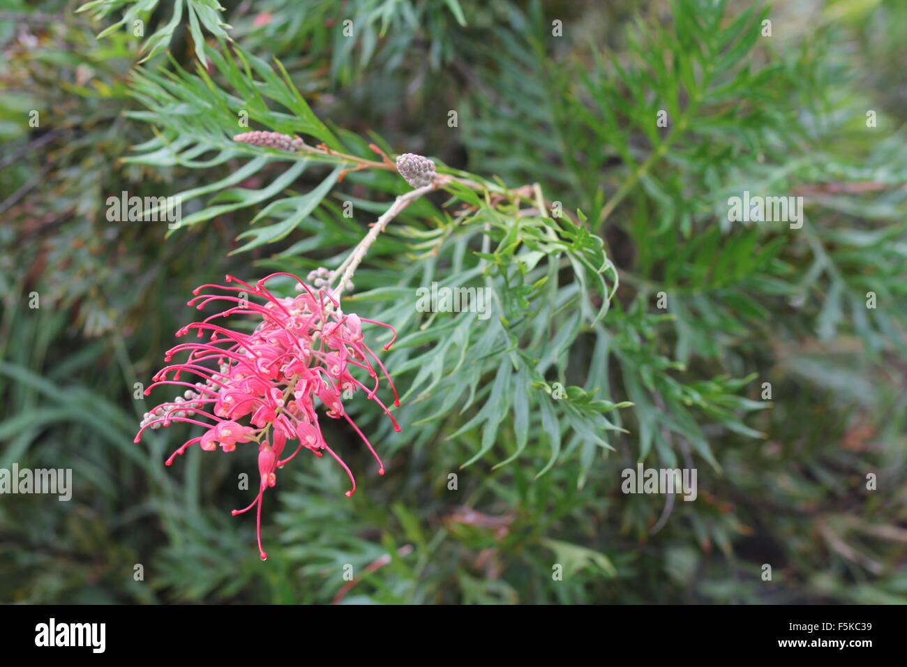 Grevillea 'Robyn Gordon' Flower Stock Photo - Alamy