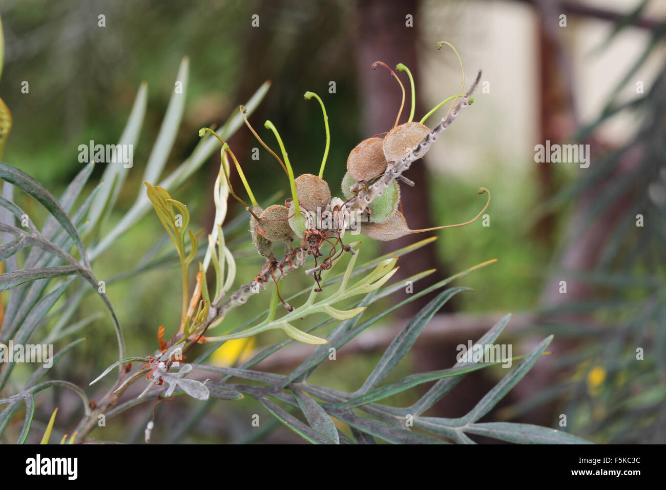 Grevillea australia hi-res stock photography and images - Alamy