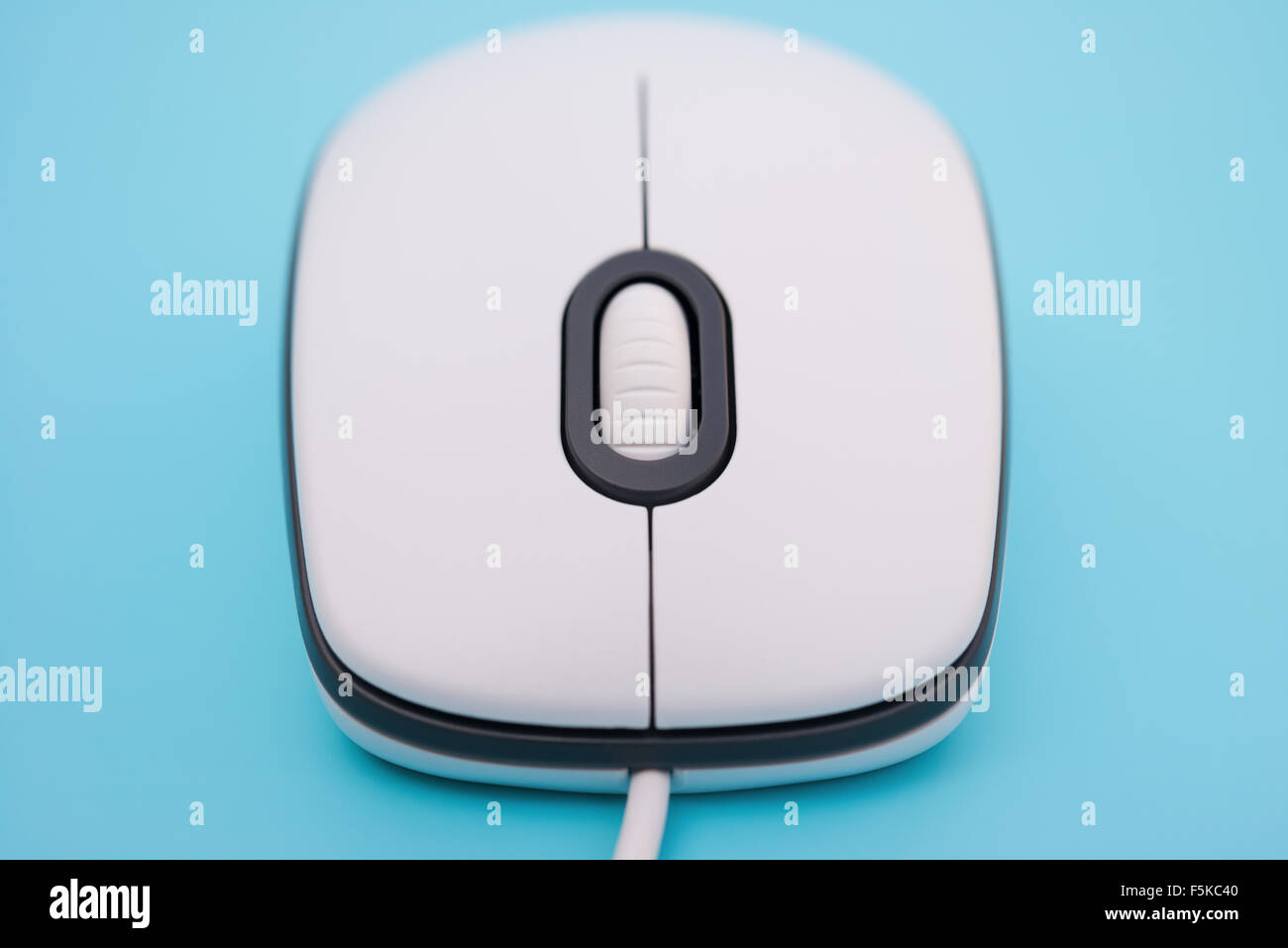 front view white mouse on a blue background close up Stock Photo - Alamy