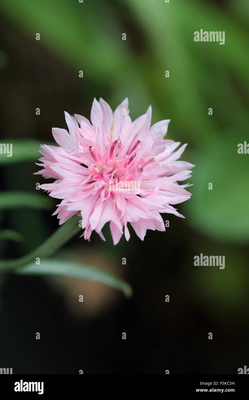Pink Centaurea cyanus or also known as Cornflower Stock Photo - Alamy