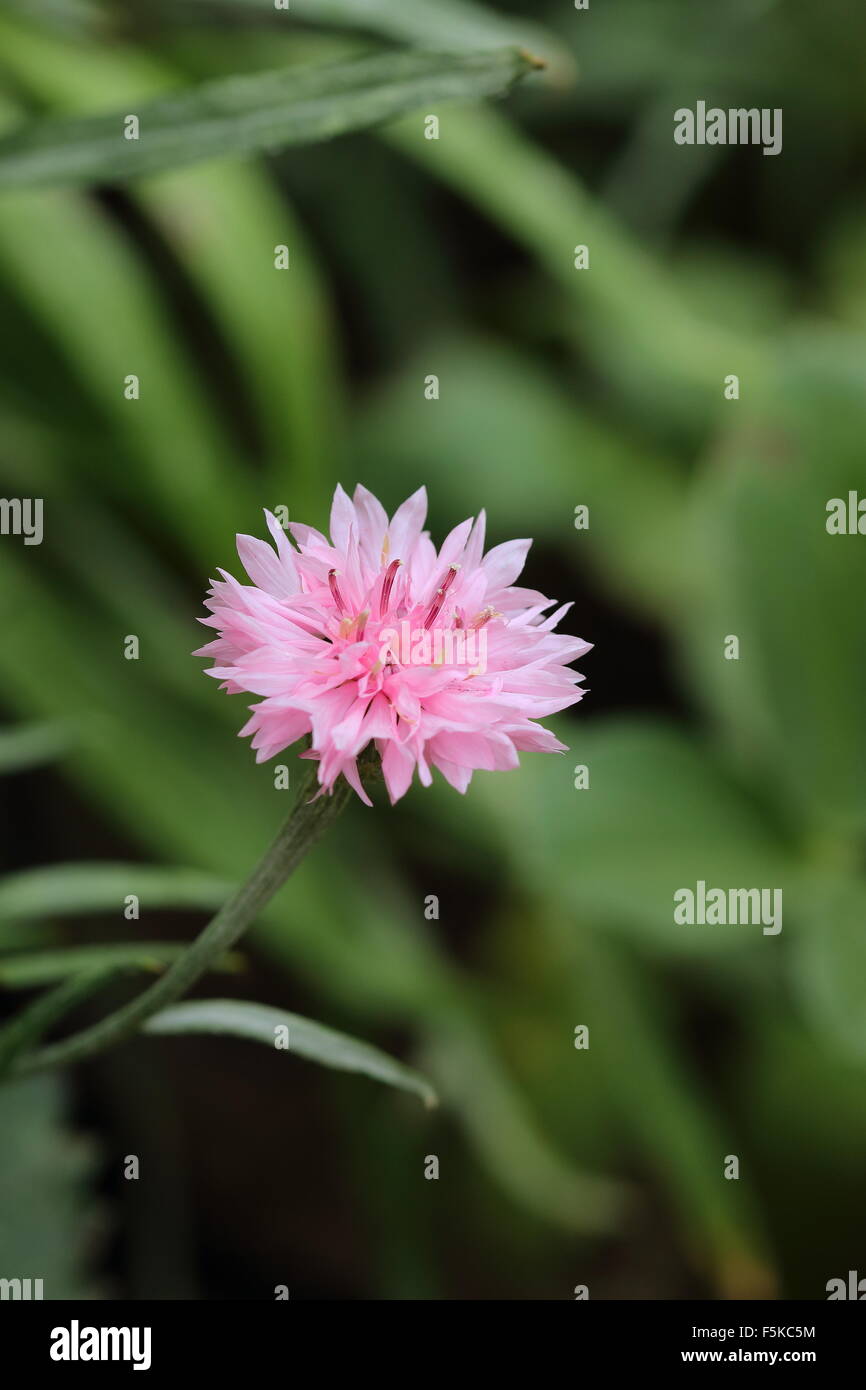 Pink Centaurea cyanus or also known as Cornflower Stock Photo - Alamy