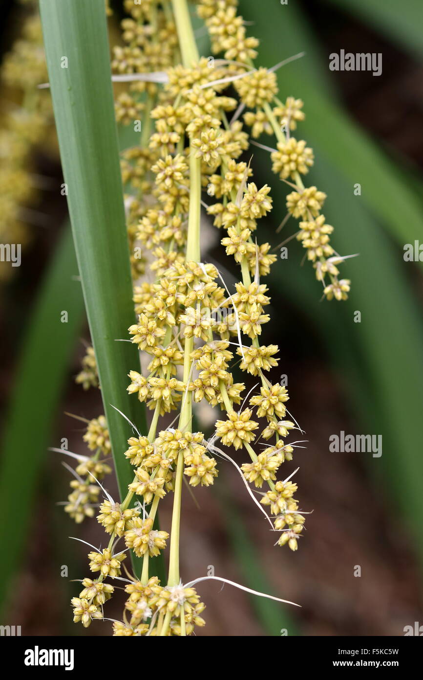 Lomandra longifolia or also known as Spiny-head Mat-rush, Basket Grass ...
