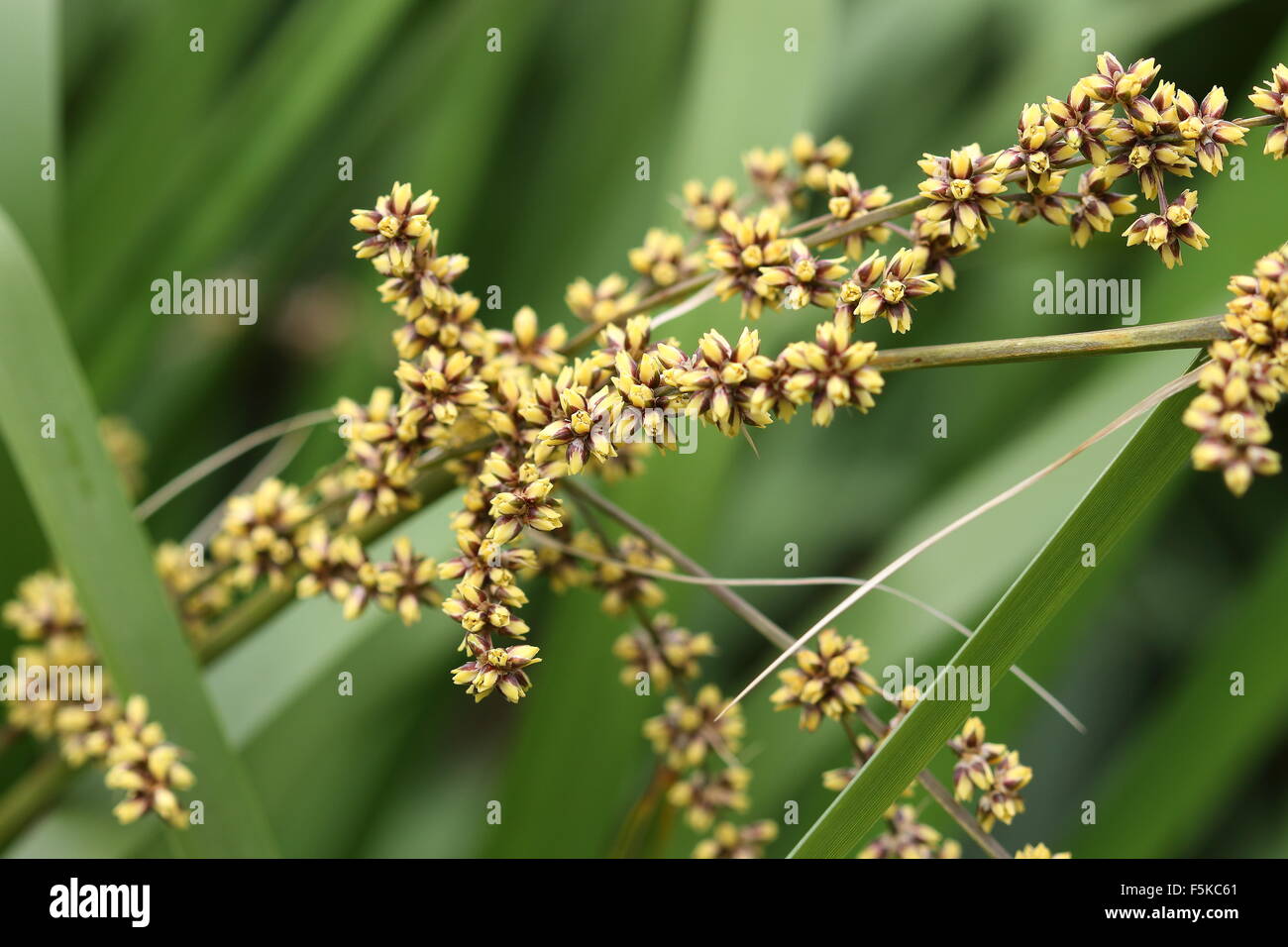 Lomandra longifolia or also known as Spiny-head Mat-rush, Basket Grass ...