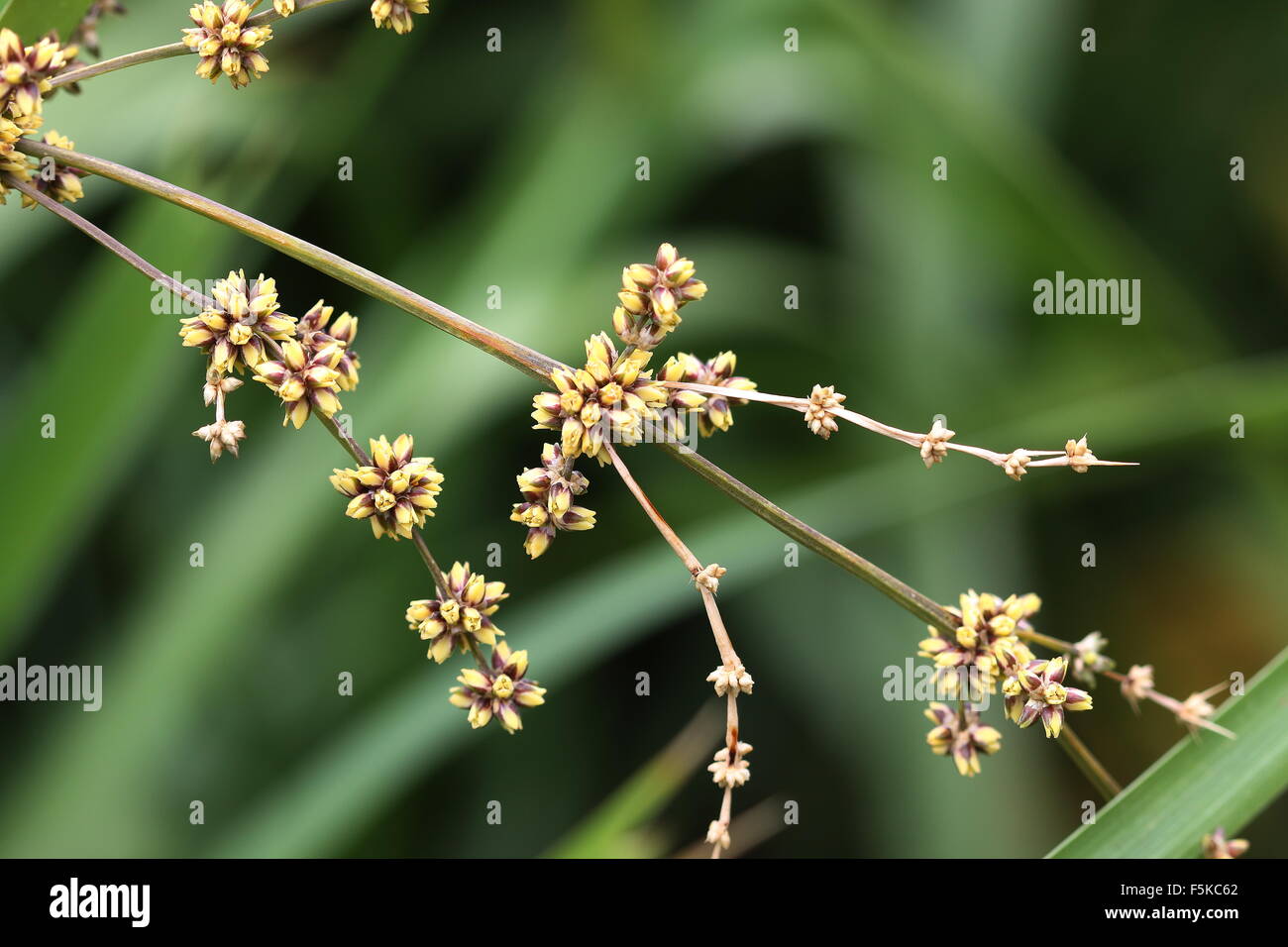 Lomandra longifolia or also known as Spiny-head Mat-rush, Basket Grass ...