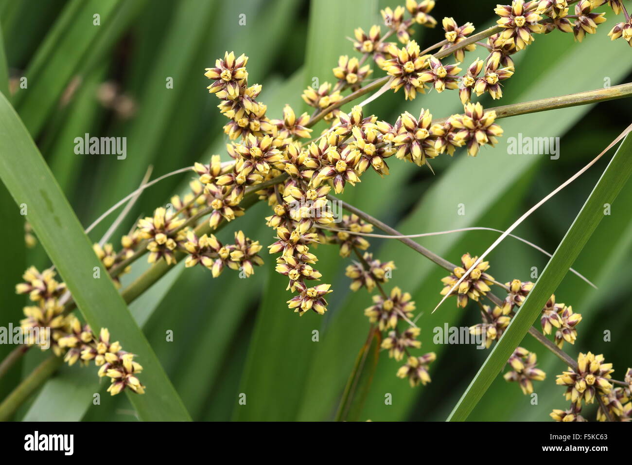 Lomandra longifolia or also known as Spiny-head Mat-rush, Basket Grass ...