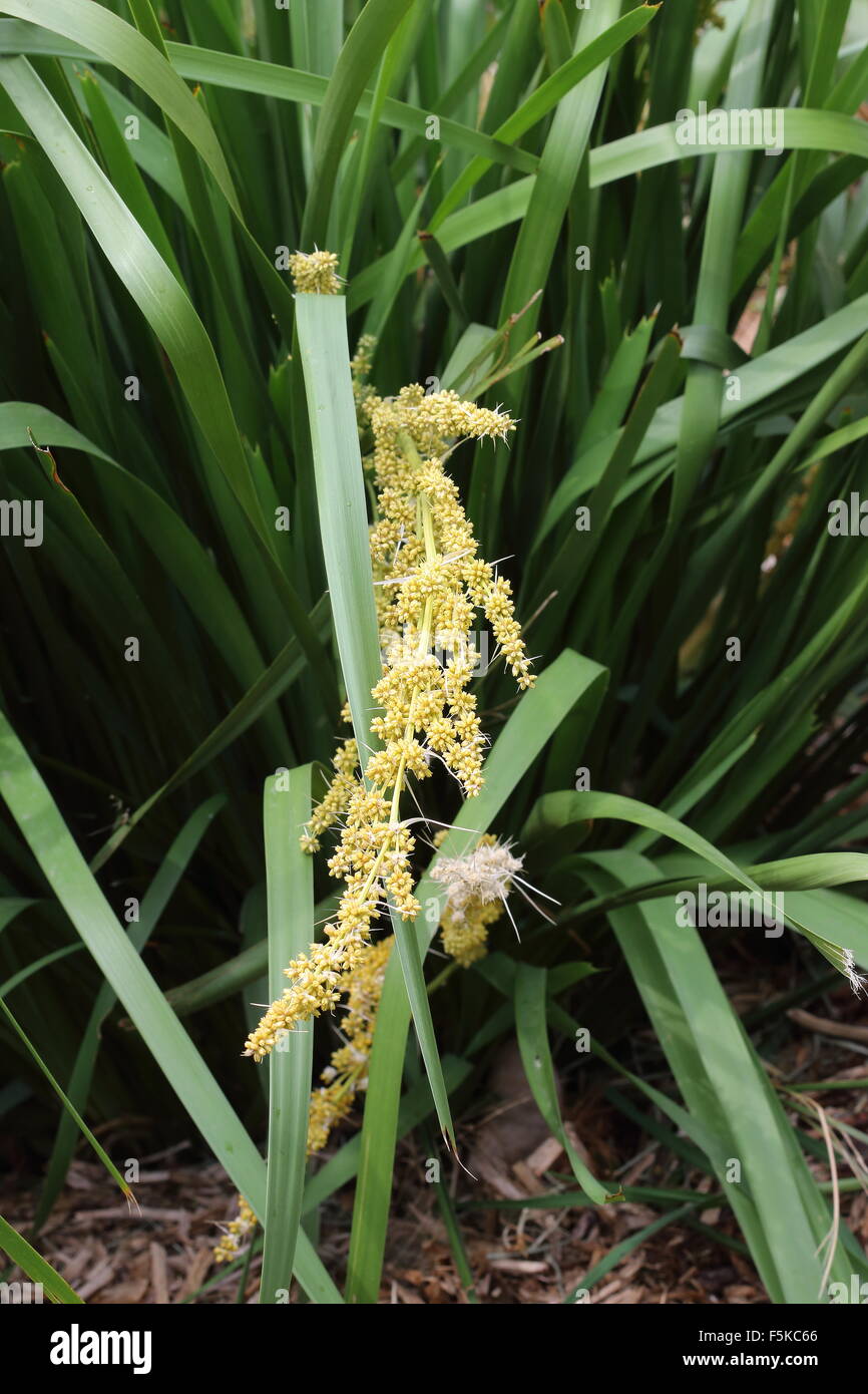 Lomandra longifolia or also known as Spiny-head Mat-rush, Basket Grass ...