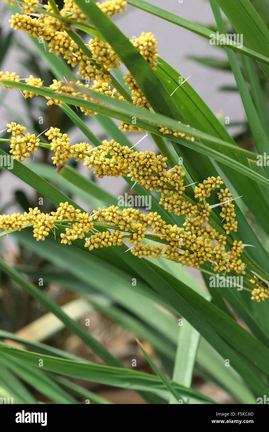 Lomandra longifolia or also known as Spiny-head Mat-rush, Basket Grass ...
