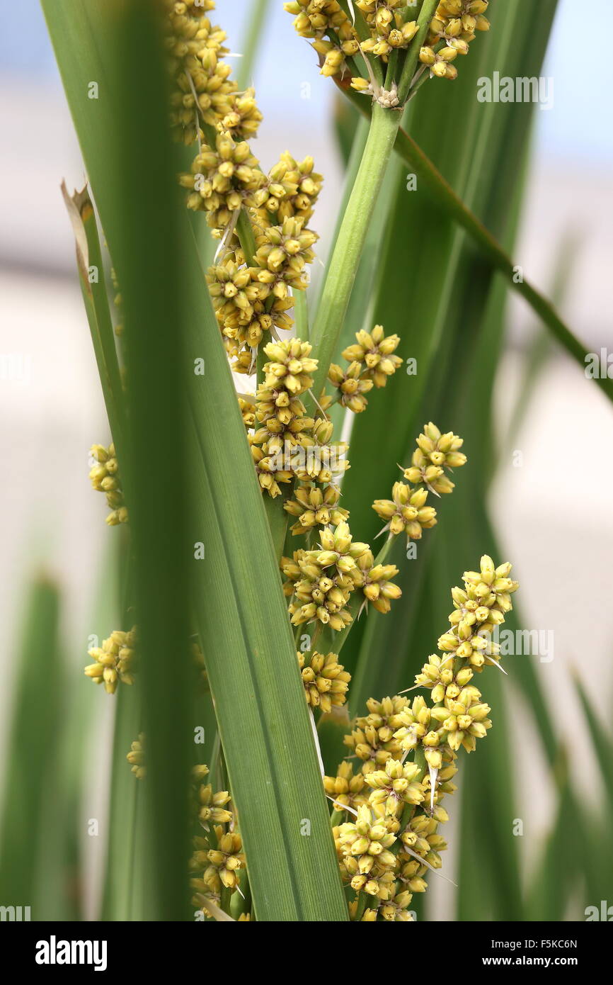 Lomandra longifolia or also known as Spiny-head Mat-rush, Basket Grass ...