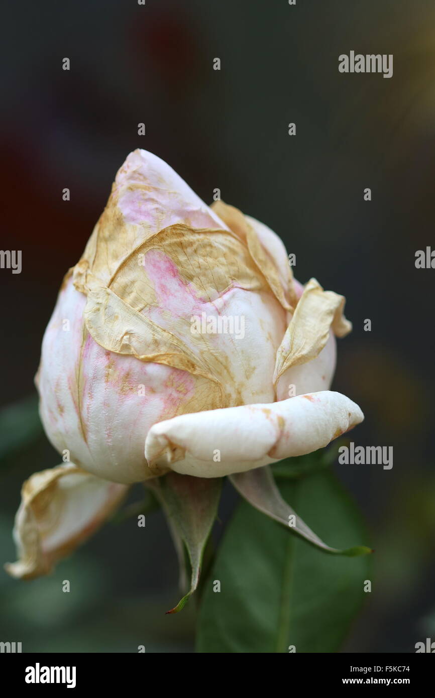 Sun damaged rosebud Stock Photo - Alamy