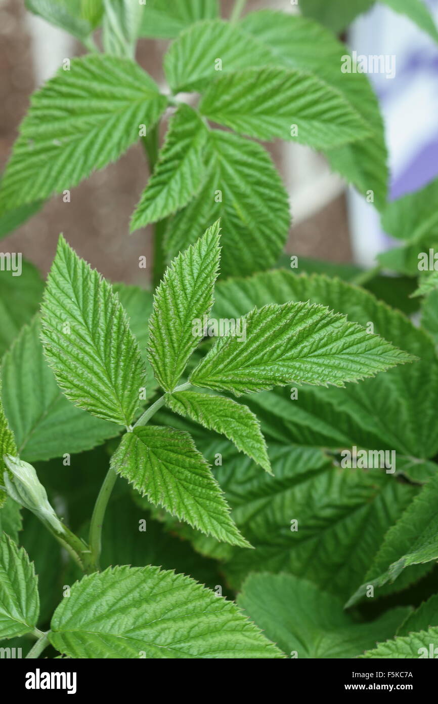 Young raspberry leaves Stock Photo - Alamy