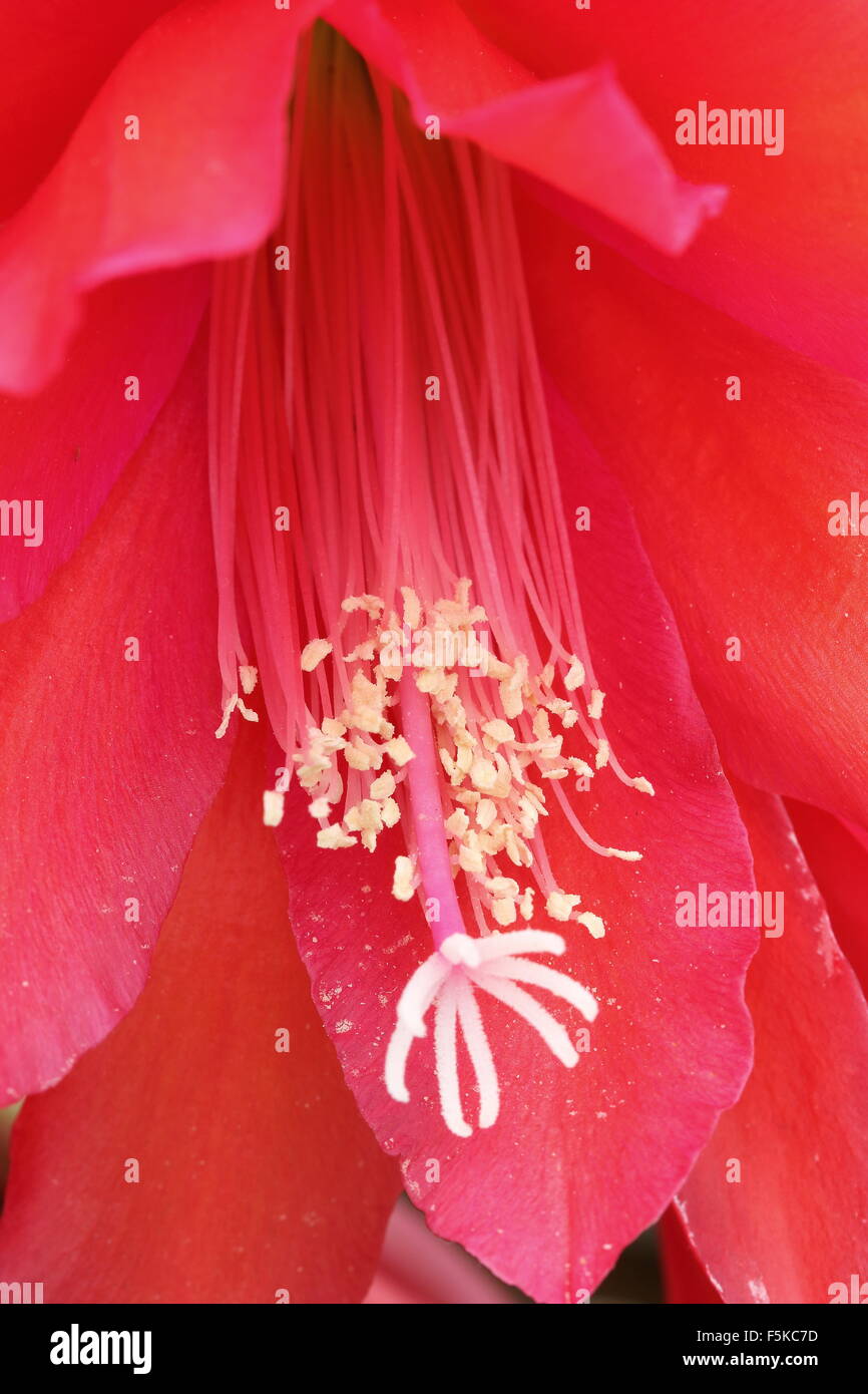 Cactaceae flower detail hi-res stock photography and images - Alamy
