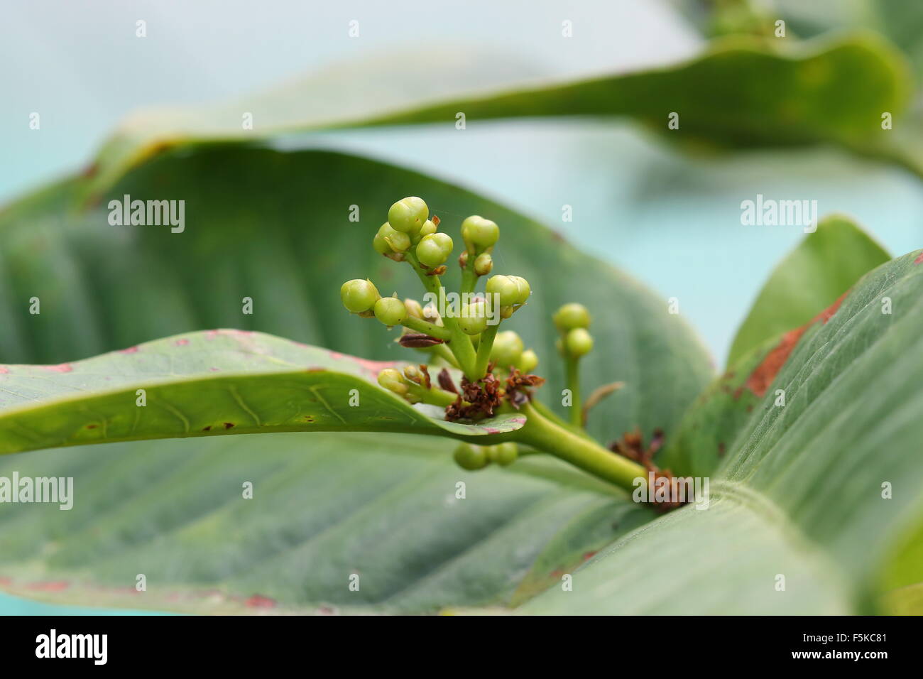 Eugenia Javanica High Resolution Stock Photography and Images - Alamy