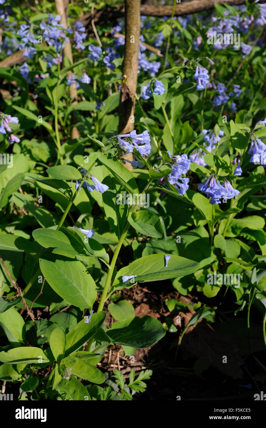 Virginia Bluebells in Indiana park. (Mertensia virginica Stock Photo ...