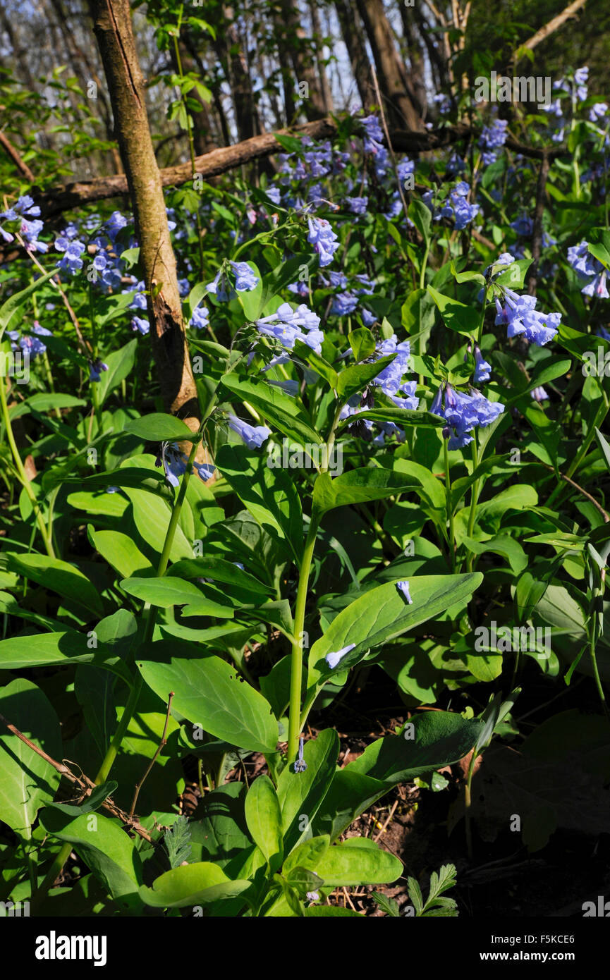 Virginia Bluebells in Indiana park. (Mertensia virginica Stock Photo ...