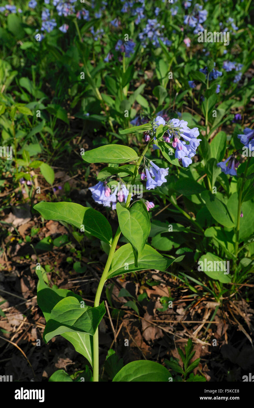 Virginia Bluebells in Indiana park. (Mertensia virginica Stock Photo ...