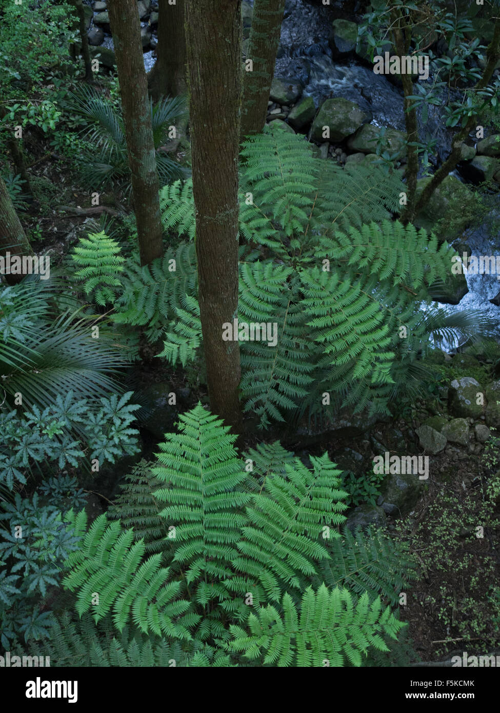 Tall Totara trees tower above tree fern understory next to Wai Koromiko ...