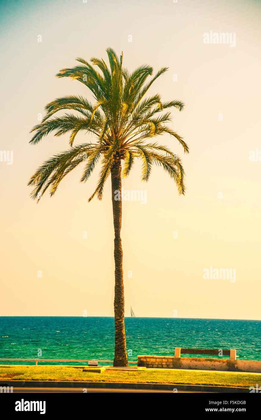 Palm trees along the coast in Palma de Mallorca Stock Photo - Alamy