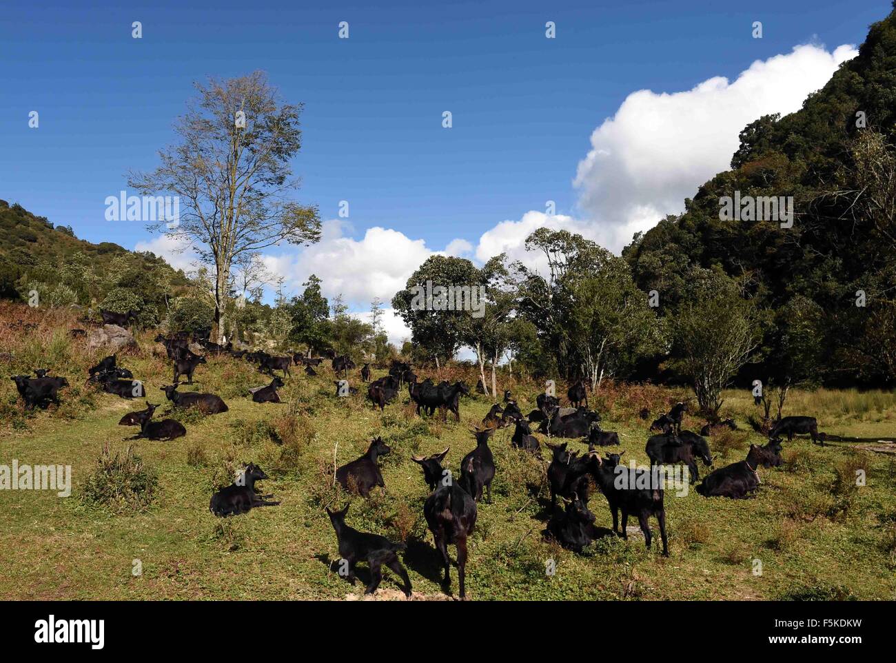 Wenshan. 5th Nov, 2015. Photo taken on Nov. 5, 2015 shows a flock of ...