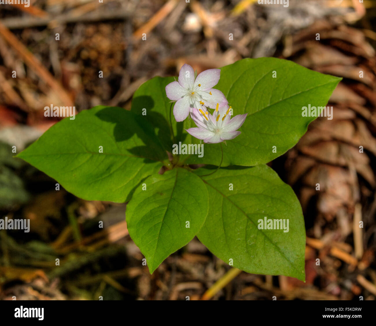 Trientalis latifolia hi-res stock photography and images - Alamy
